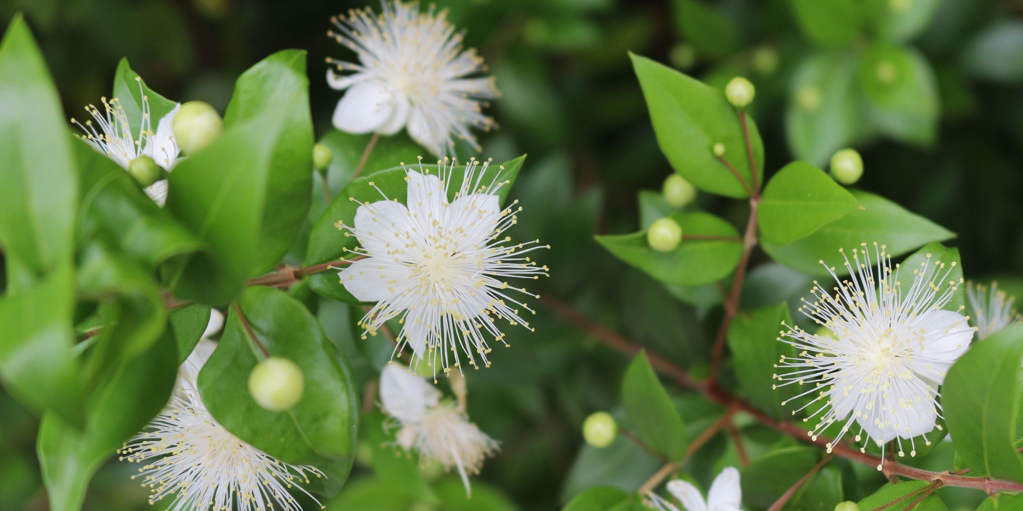 Mirta - ljekovitost i primjena | vasezdravlje.com