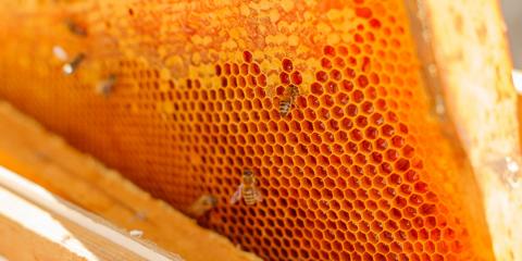 Zaštitna snaga propolisa | vasezdravlje.com